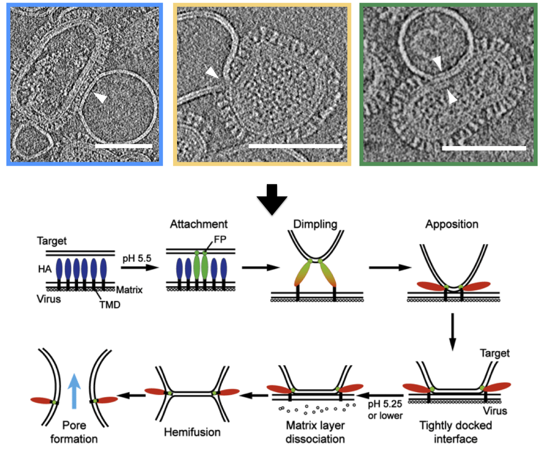 Lee lab uses 3D electron microscopy to visualize influenza virus ...